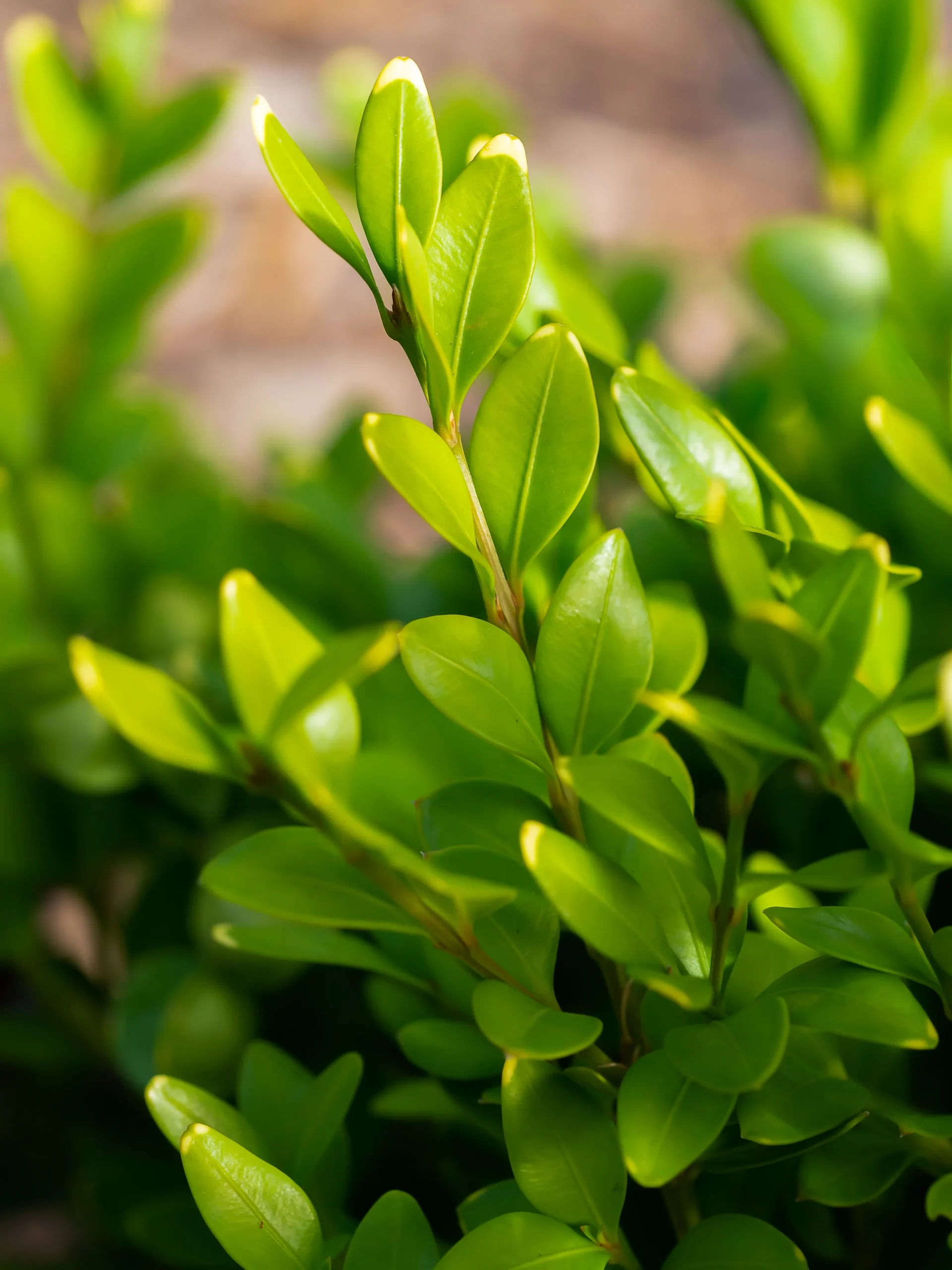 Plant By Number™ - Custom Garden Design