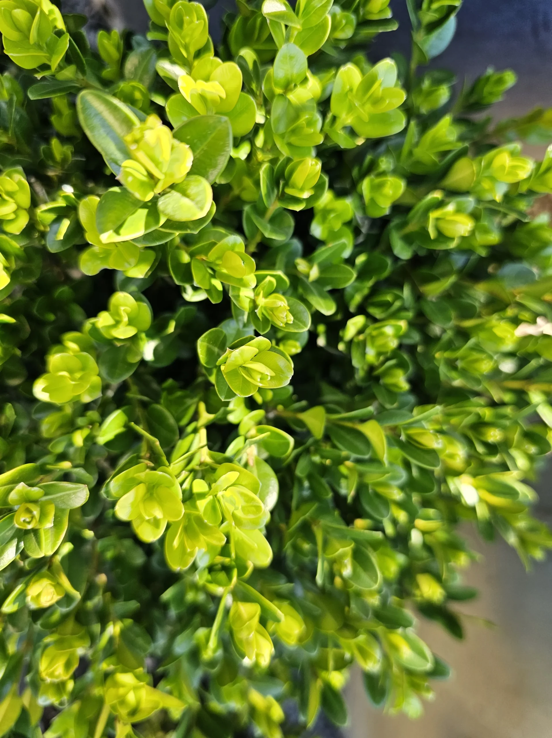 Plant By Number™ - Custom Garden Design