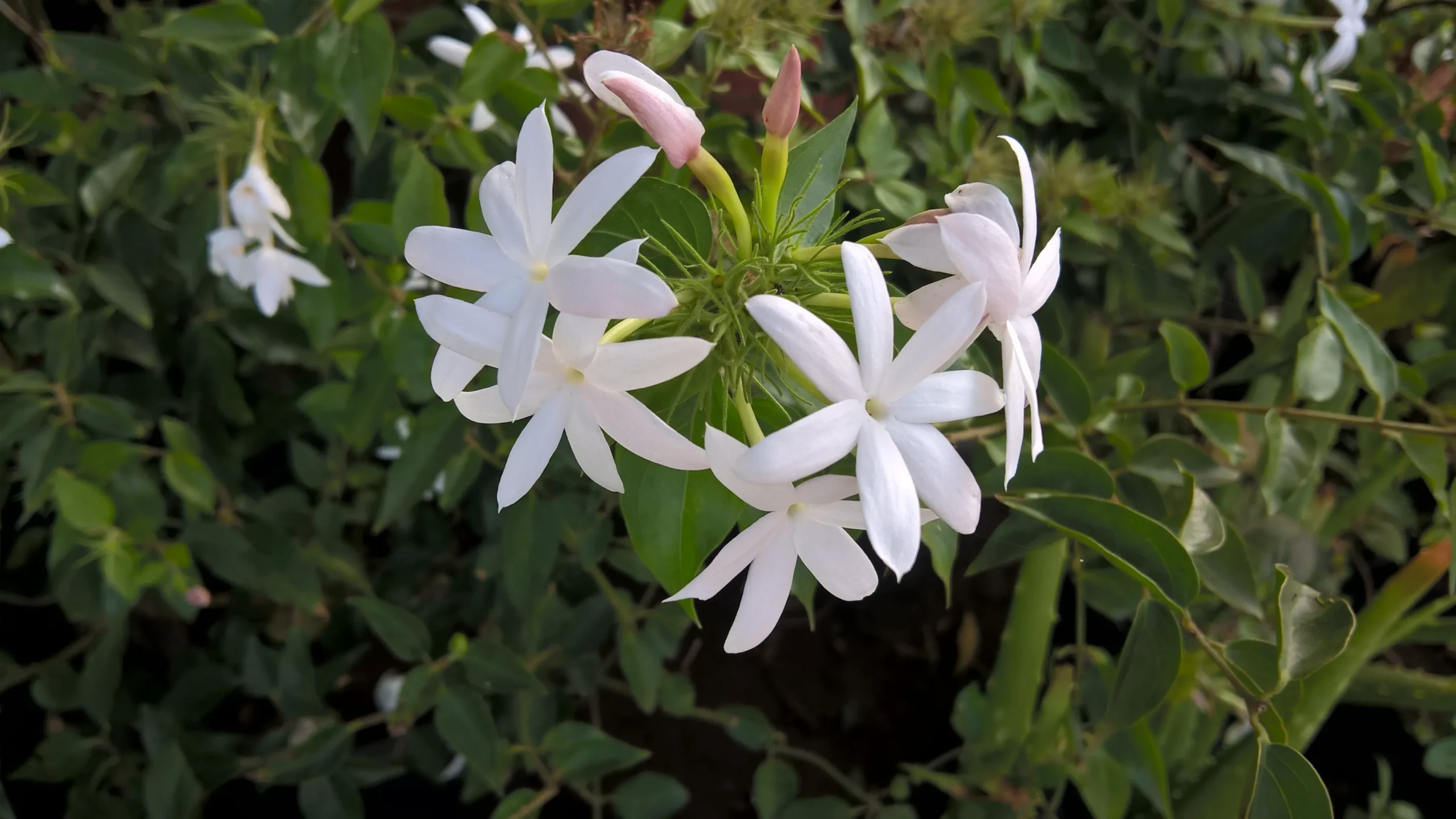 Star Jasmine – Plant by Number | Plant By Number™
